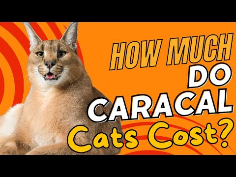 How Much Do Caracal Cats Cost? 🐱💸