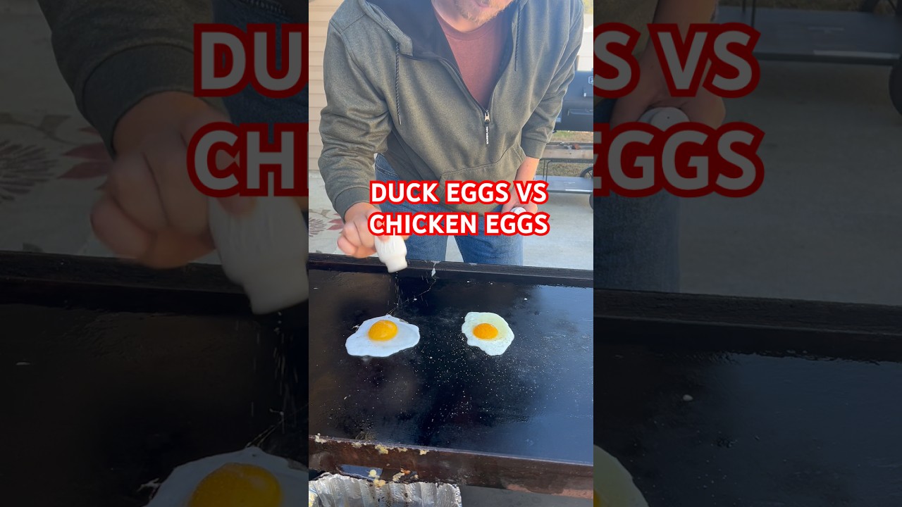 Duck Eggs Vs Chicken Eggs #duckeggs #comparison