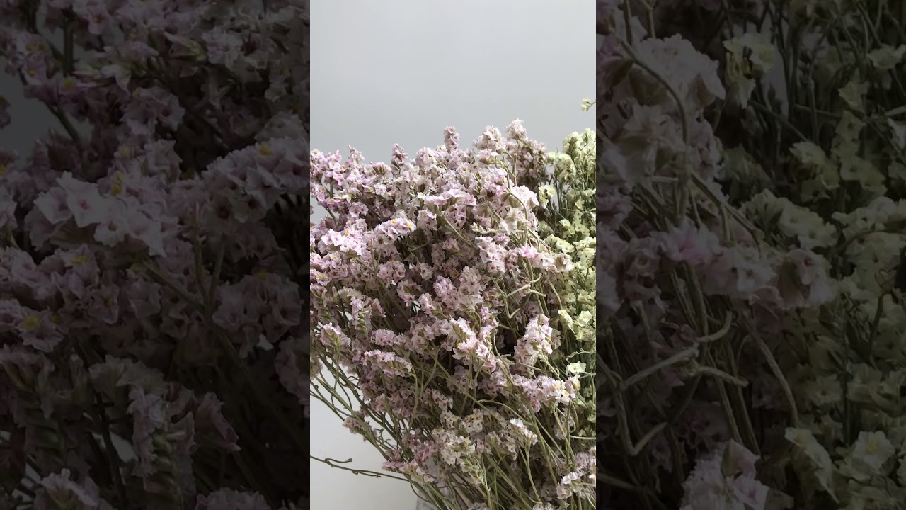 Dried Limonium Bunga Kering Asli Harga Reseller Murah Grosir