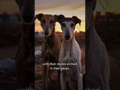Galgos, The hidden jewels of Spain