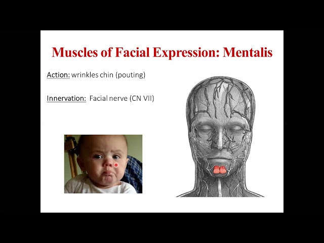 Understanding the Muscles of Facial Expression and Mastication | Galaxy