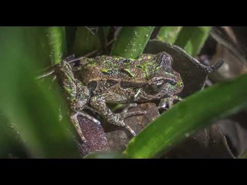 Fresh research to support New Zealand's rarest frog