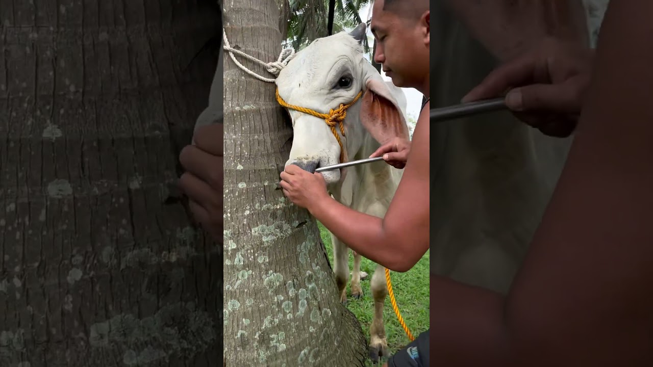 Nice 👍🥰 #fbreels #viralvideo #cow #subscribers #subscribers #animals #bullfarm #baka #lutucan