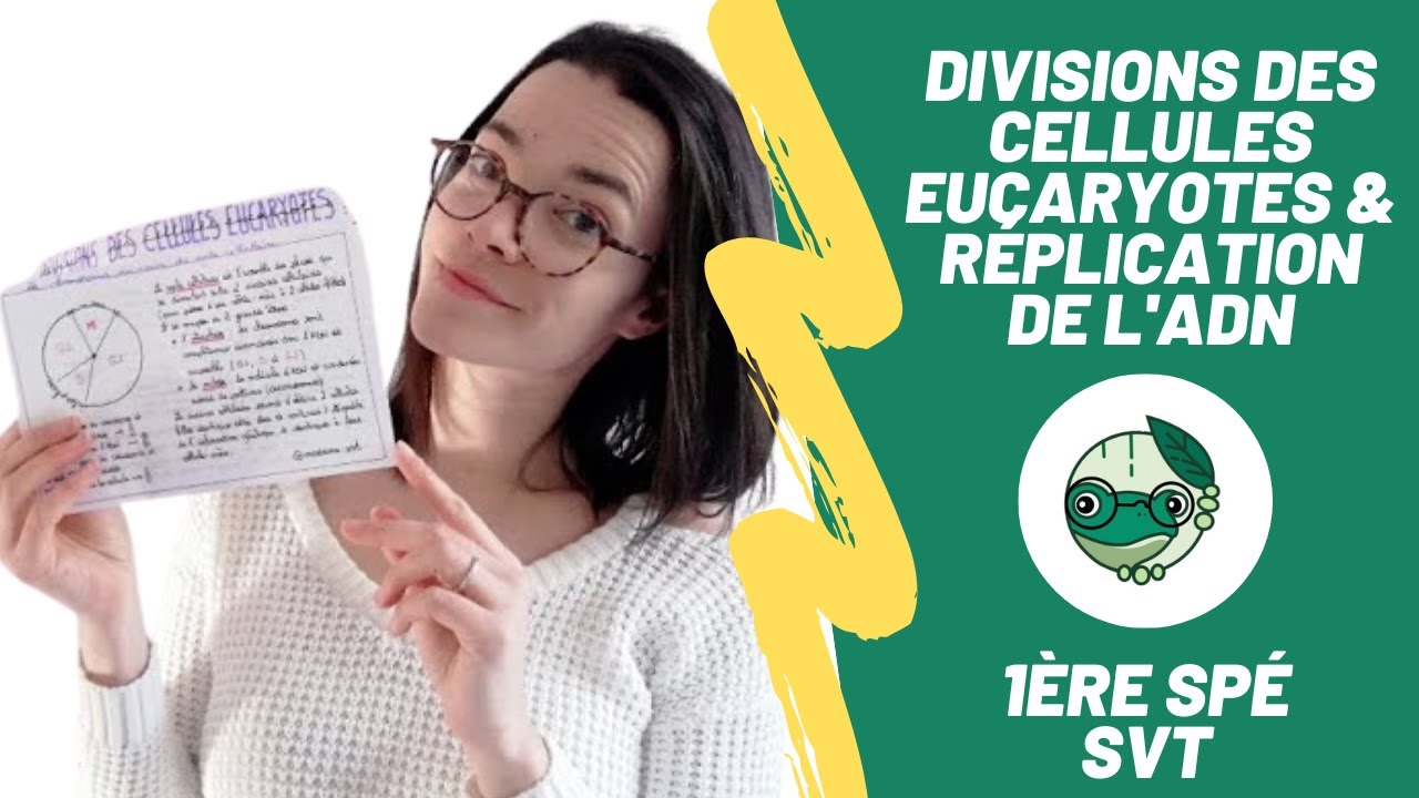 Divisions des cellules eucaryotes & réplication de l'ADN - 1ère spé SVT - Madame SVT