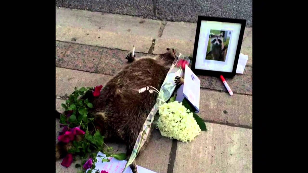 Dead raccoon finds sympathy in Toronto, goes viral