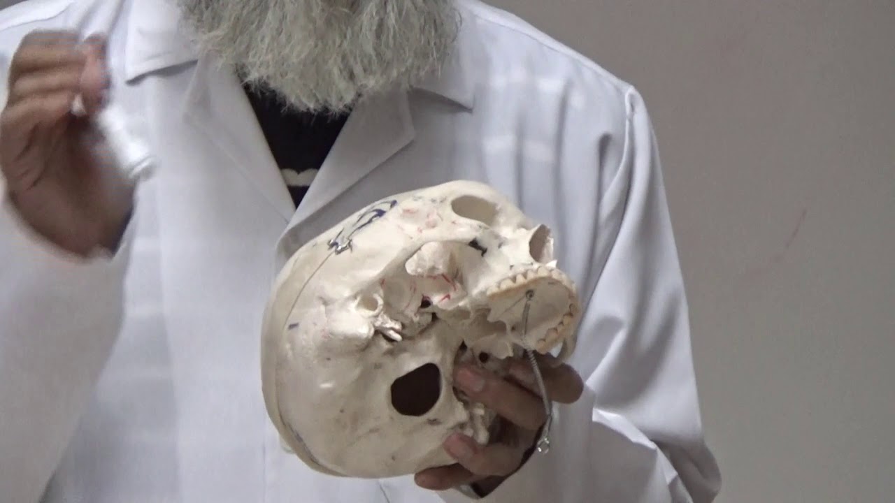 Anatomy Lab of the skull and the cranial cavity - Dr.Taher  - Part 1