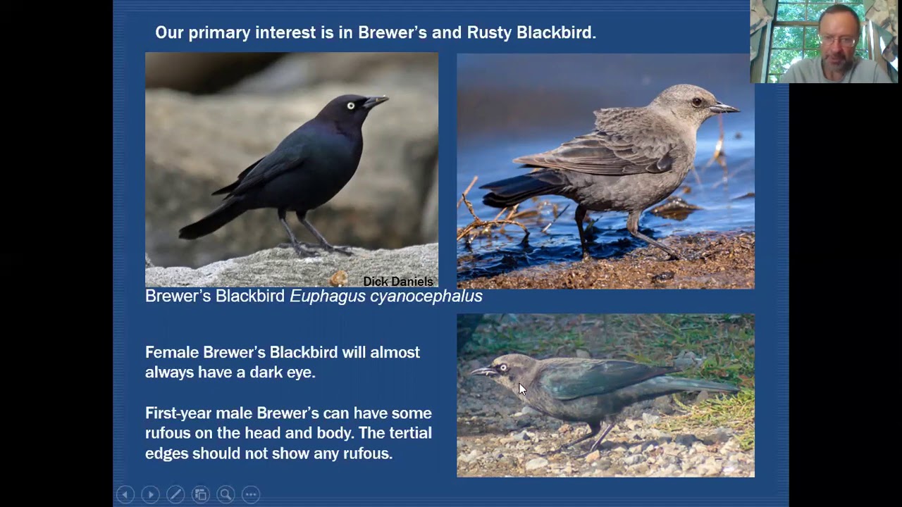 Mini-Tutorial: Brewer's and Rusty Blackbirds (plus other blackbirds)