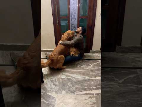 Love is a synonym for wet nose, sleepy eyes and a wagging tail🐾#reels #youtube #dog #viral #shorts