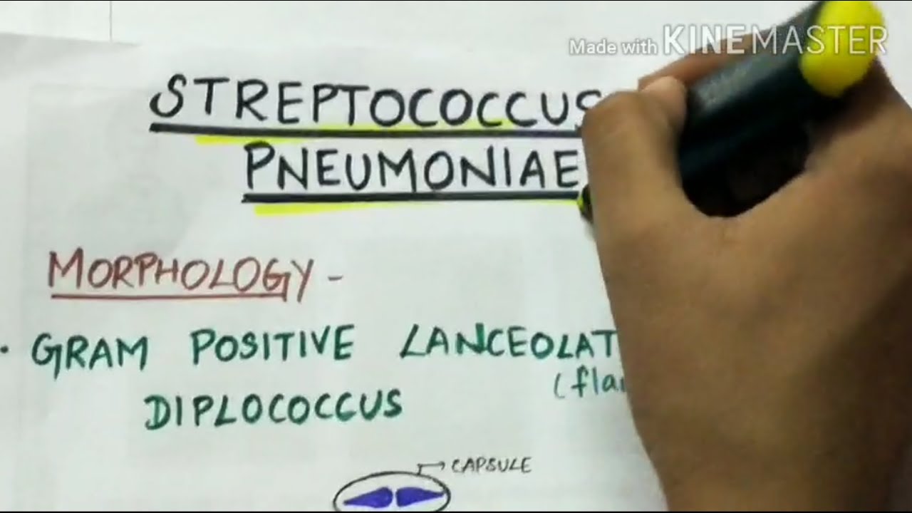STEREPTOCOCCUS PNEUMONIAE - microbiology handwritten notes