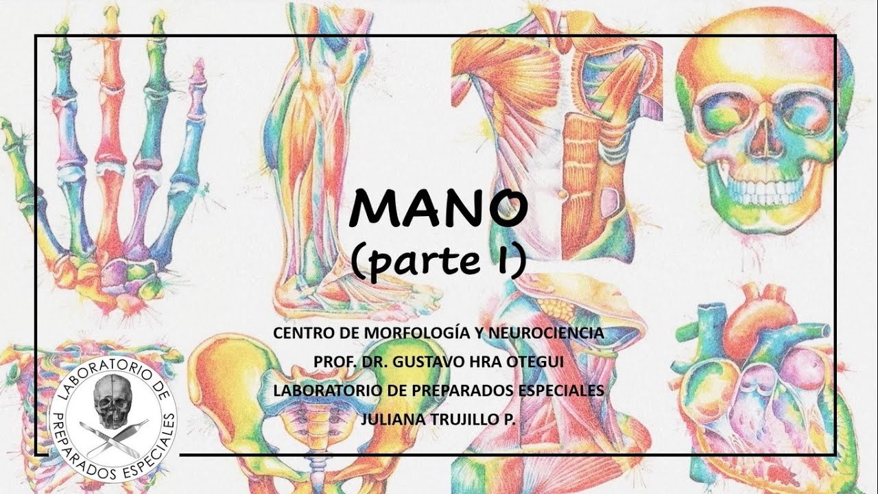 Anatomía de la Mano (1/2)