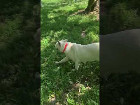 Video of adoptable pet named Gatsby 6816