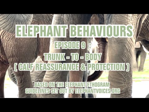 Elephant Trunk-to-Body Behaviour: Episode 9 of our Elephant Behaviour Series
