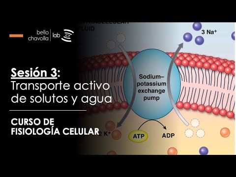 Transporte celular de solutos y agua (Parte 2) - Transporte activo y balance hidroelectrolítico