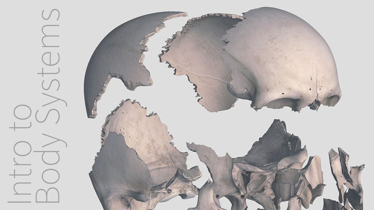 Introduction to the Skeletal System - Animated Tutorial | Complete Anatomy