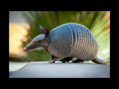 Interesting Facts about Armadillo