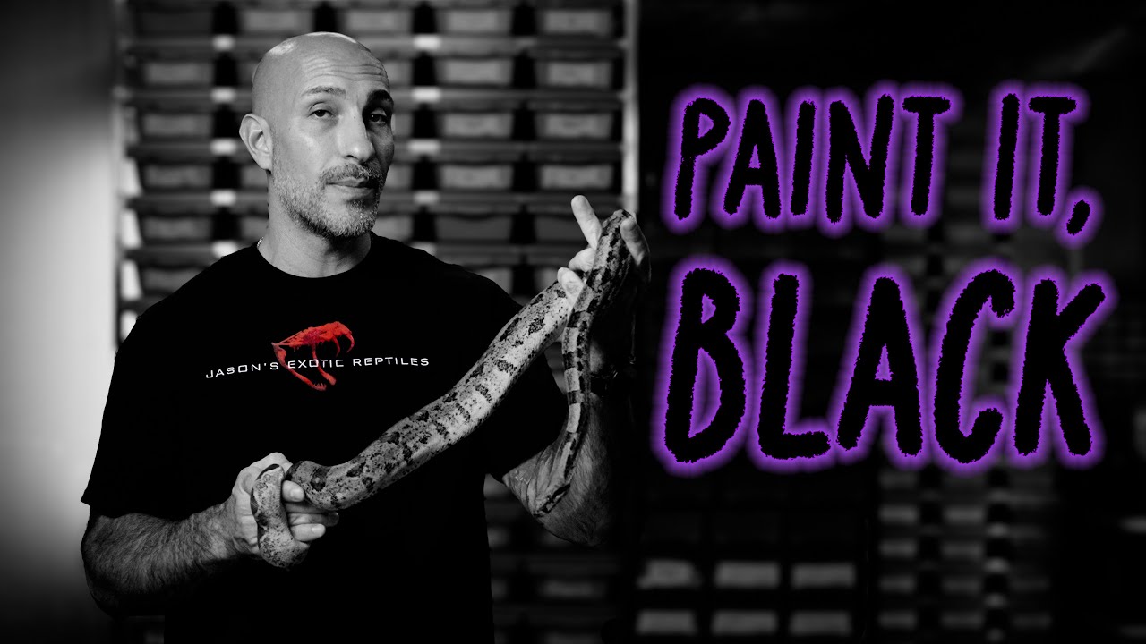 Is My Boa IMG, How To Tell With Real Side By Side Examples