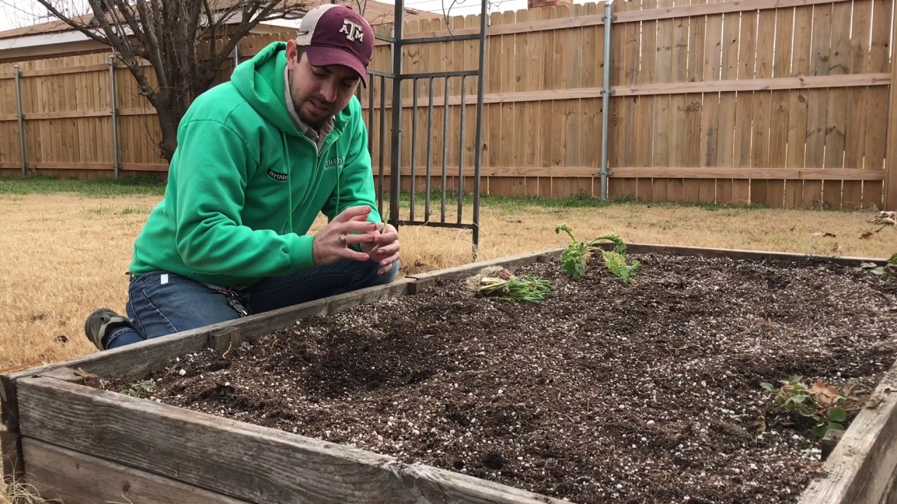 How and When to Plant Onions from Smith's Gardentown.