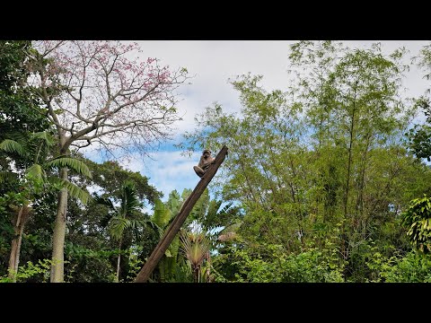 MONKEY JUNGLE