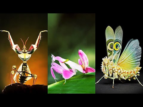 10 of the Most Absurd Looking Mantis Species