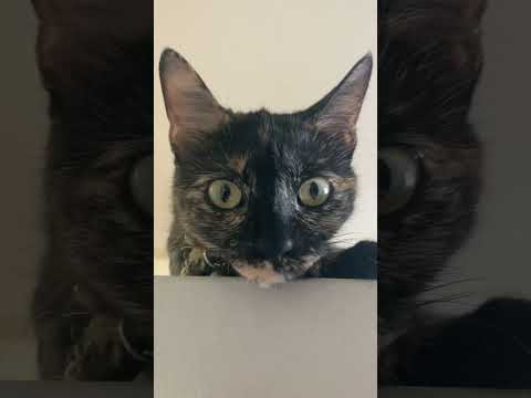 A tortoiseshell cat!! π #cat #kitten #tortoiseshellcat #cute #animals #catlover #catvideos #cats
