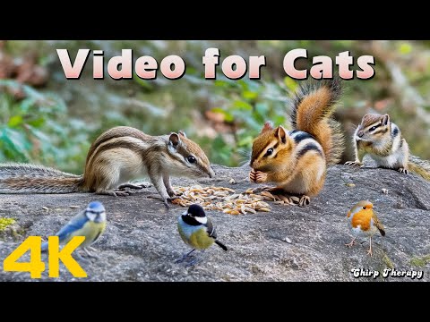 Cat TV for Cats to Watch: Colorful Birds Chirping, Squirrels & Chipmunks in a Peaceful Garden π¦ 4K