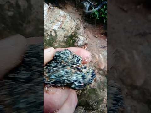 ?CUAL ES EL ORO NEGRO ?