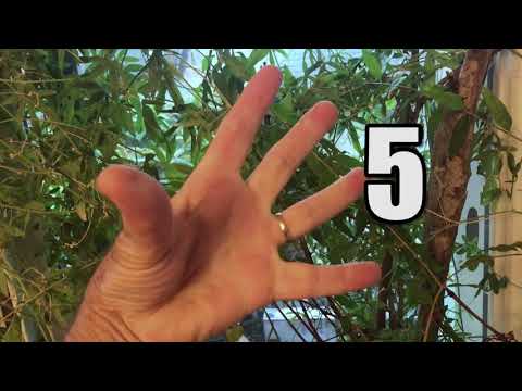 Pre-school learn numbers and how to count to five with fingers.