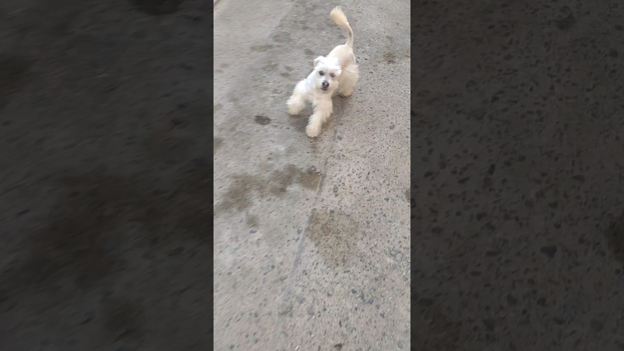 Schnauzer Blanco