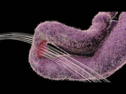 Kinetochore – no narration