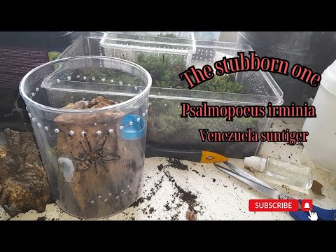 Meet The Psalmopoeus Irminii: Nature’s Vibrant Spider!