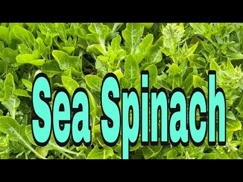 Coastal Foraging Edible Sea Spinach / Beet Spinach #Shorts