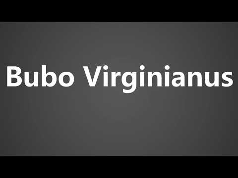 How To Pronounce Bubo Virginianus