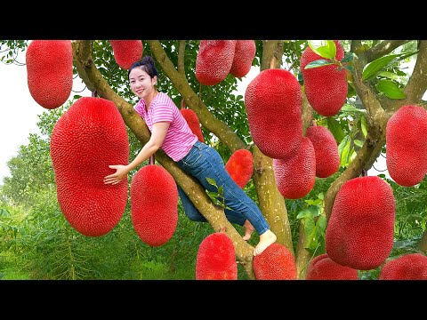 Harvesting 1000 Red Jackfruit Go To Market Sell,Recipe Making Jackfruit Cake|Harvesting Farm Produce