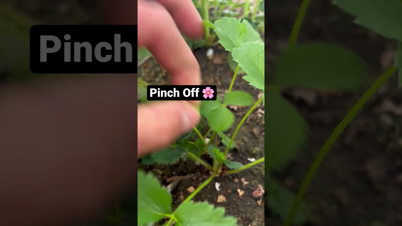 I grew much bigger Strawberries