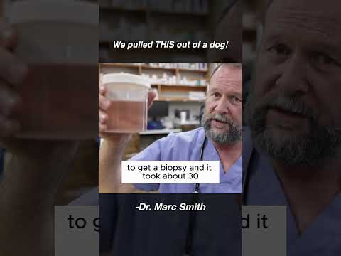 Dog Tumor Removal & Biopsy Process | Marc Smith, DVM, MS