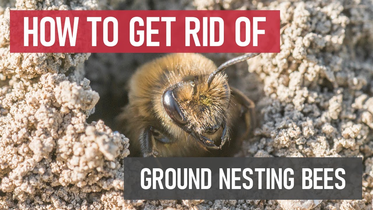How to Control Ground Nesting Bees [DIY Pest Control]