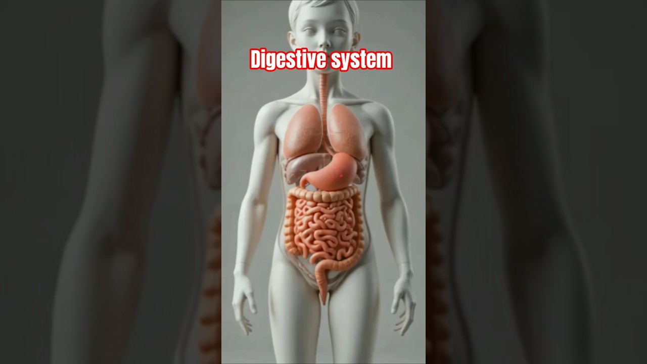 Realistic Human Anatomy Visualization Digestive system      | 3D Organs| #science  #shorts