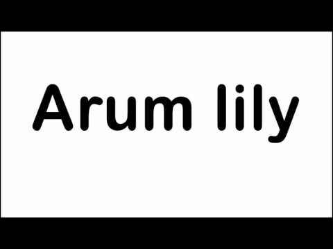 Arum lily Word Pronunciation