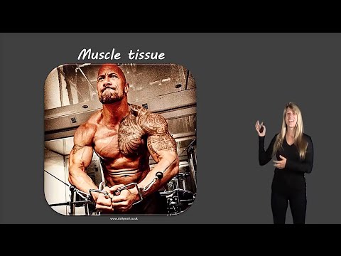 Human tissue types