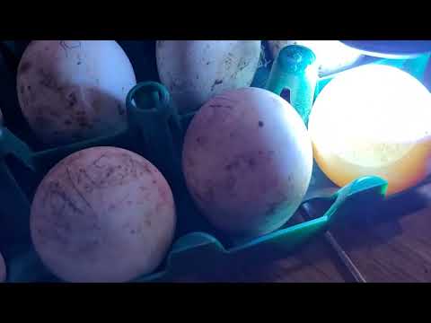Candling Duck Eggs! Day 9, 10 and 11!