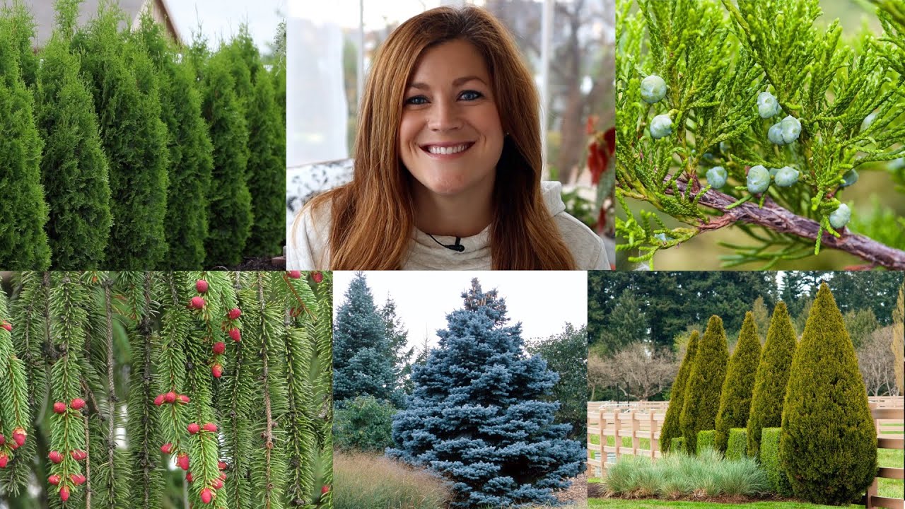 10 Evergreens Every Garden Should Have! 🌲🌲🌲 // Garden Answer