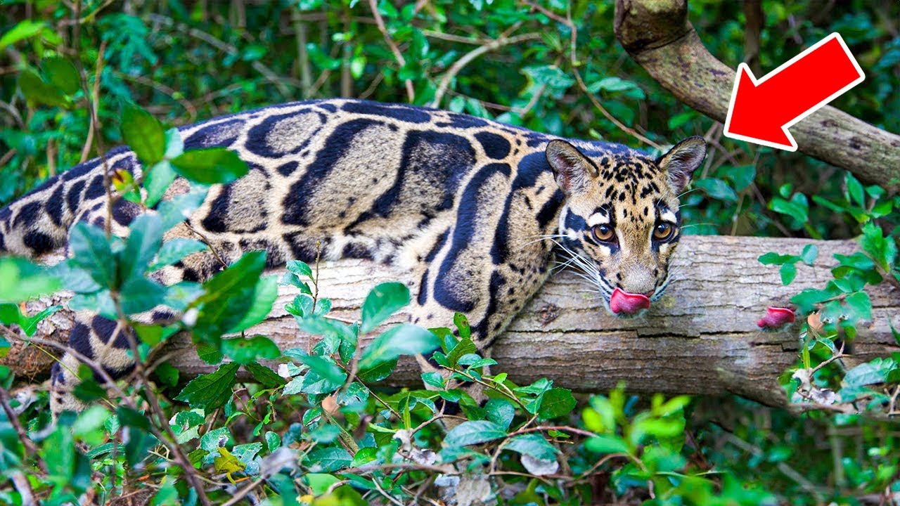 Man Thinks He Captures Beautiful Jaguar On Camera – Biologist Turns Pale After Seeing Pictures!