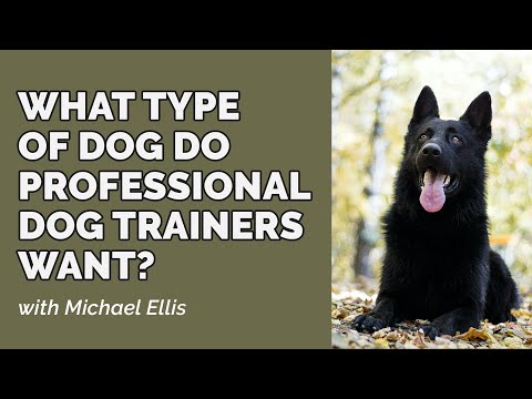What Type of Dog Professional Dog Trainers Want - with Michael Ellis