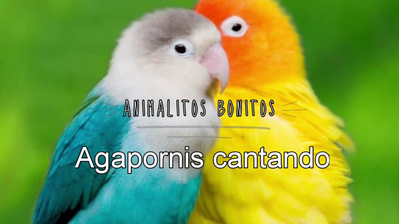 AGAPORNIS (Cantando 😍)ESTIMULA el CANTO 🔑💯