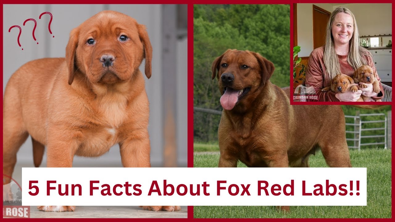 Fox Red Labrador Retriever - Top 5 Facts!!