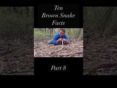 10 Things You Didn’t Know About The Eastern Brown Snake - Part 8