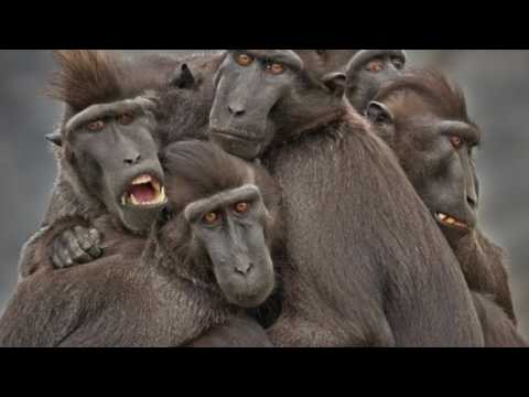Blithering Idiots by Wrighty