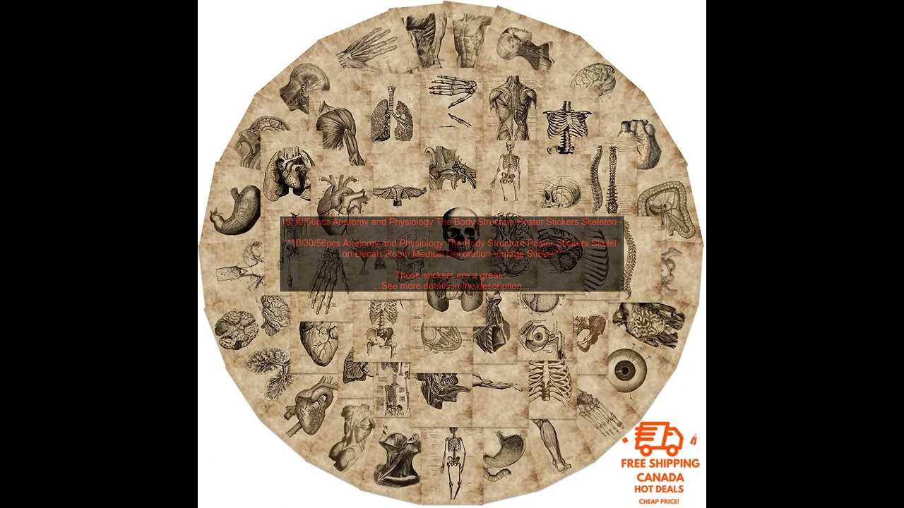 1005004725959339 10 30 56pcs Anatomy and Physiology The Body Structure Poster Stickers
