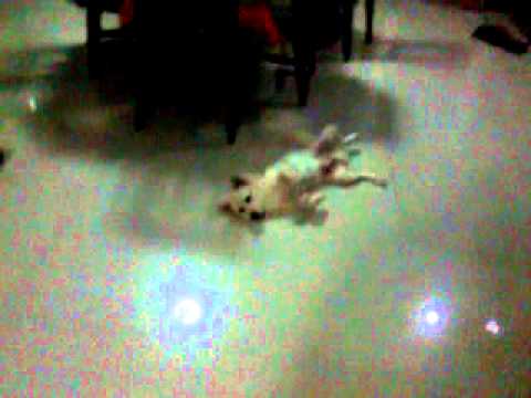 Steam Community :: Video :: Hachi and puchin