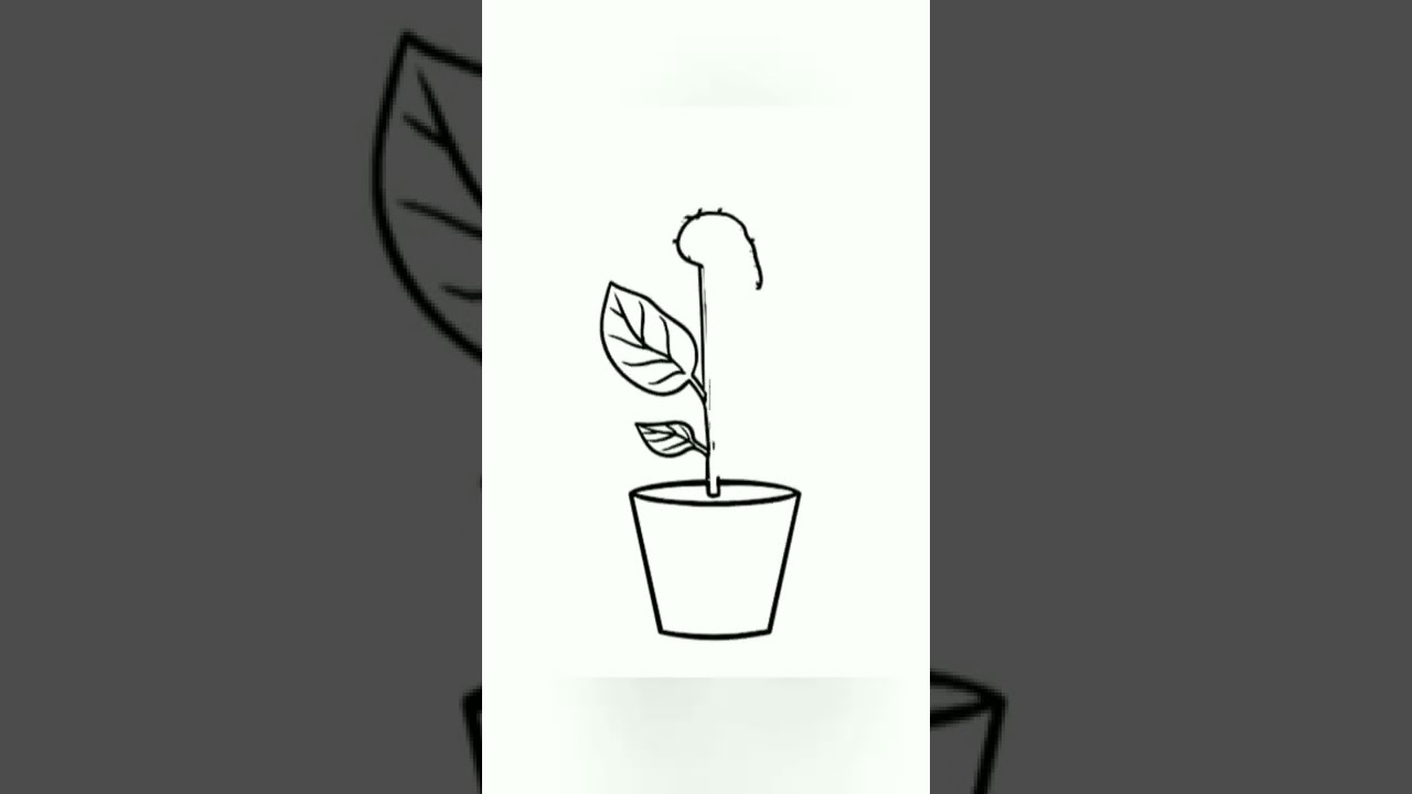 Basil plant drawing 24 July 2022